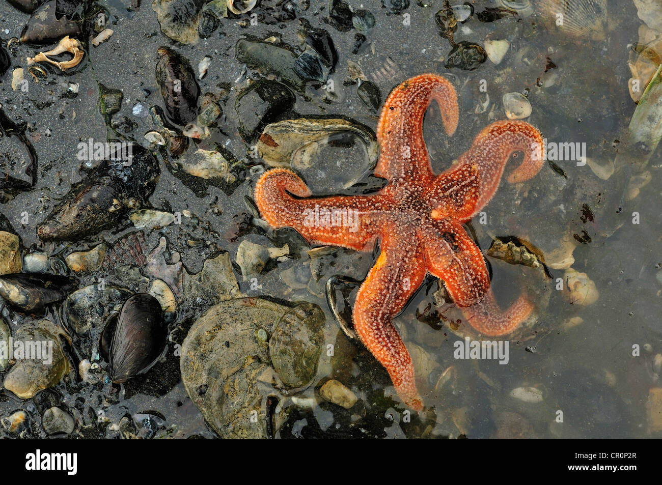 Common Starfish or Common Sea Star (Asterias rubens), Ireland Sea ...
