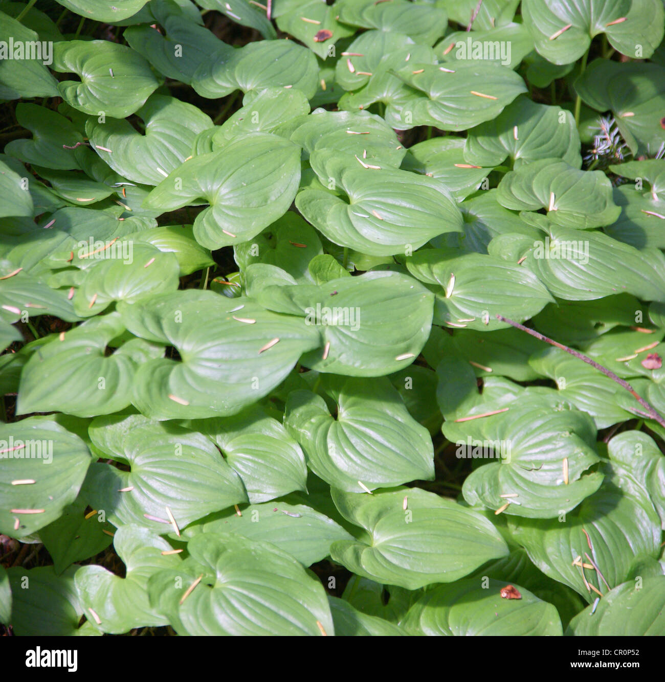 Images Of Low Ground Cover Plants Names