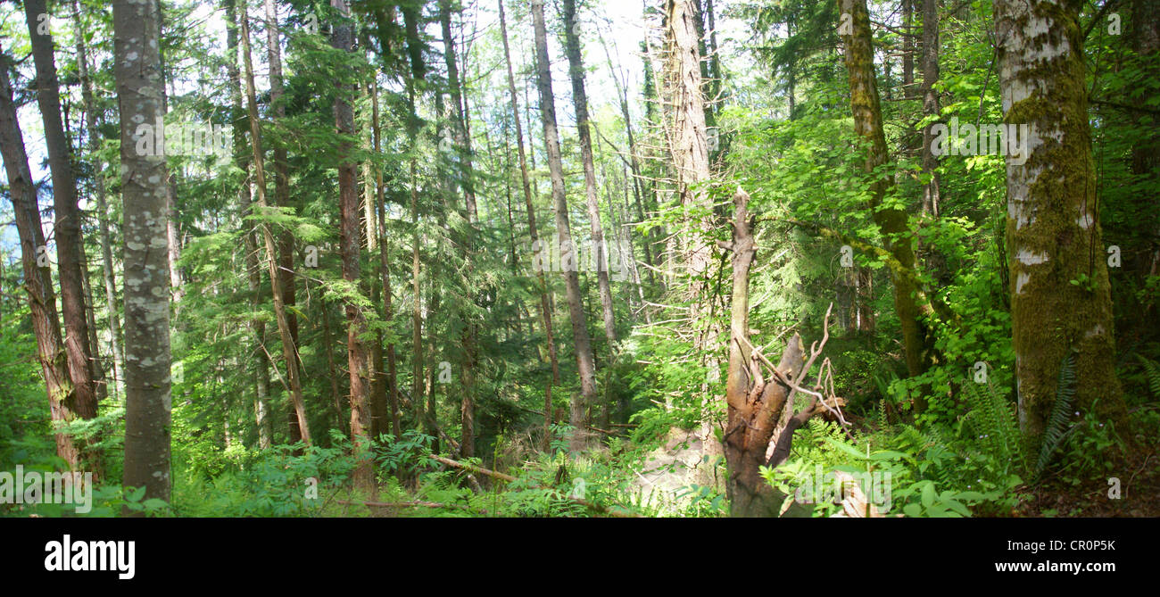 Douglas fir forest trees hi-res stock photography and images - Alamy