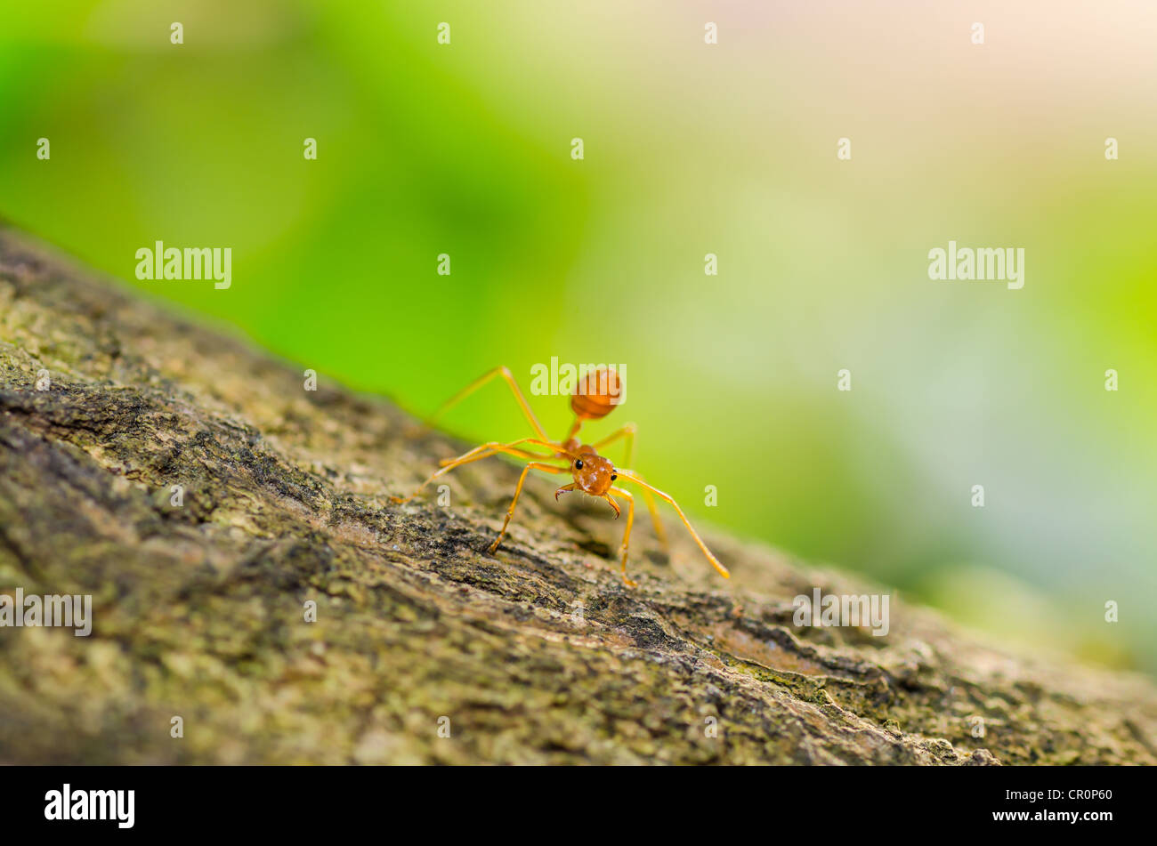 Red ant in green nature or in the garden Stock Photo - Alamy