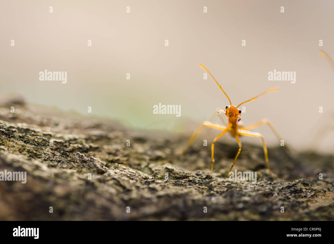 Red ant in green nature or in the garden Stock Photo - Alamy