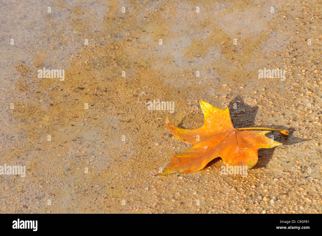 Fallen autumn leaf Stock Photo - Alamy