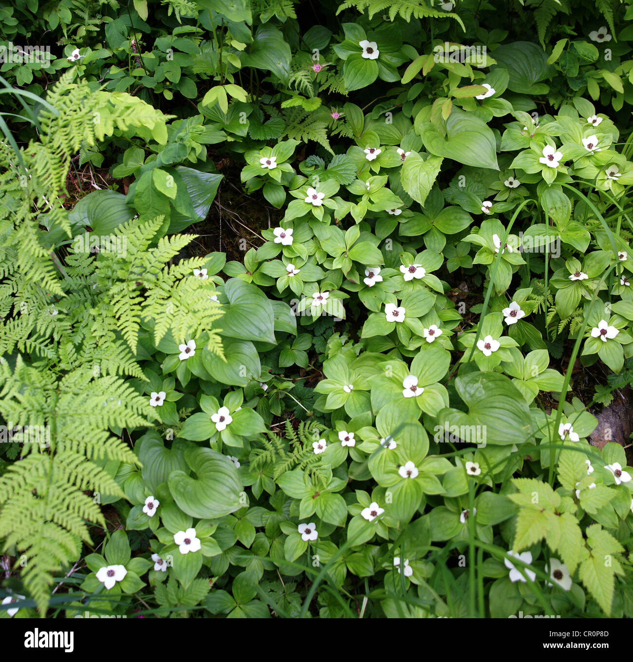 Ferns and Bunchberry, [Cornus canadensis], dwarf dogwood Juneau, Alaska ...