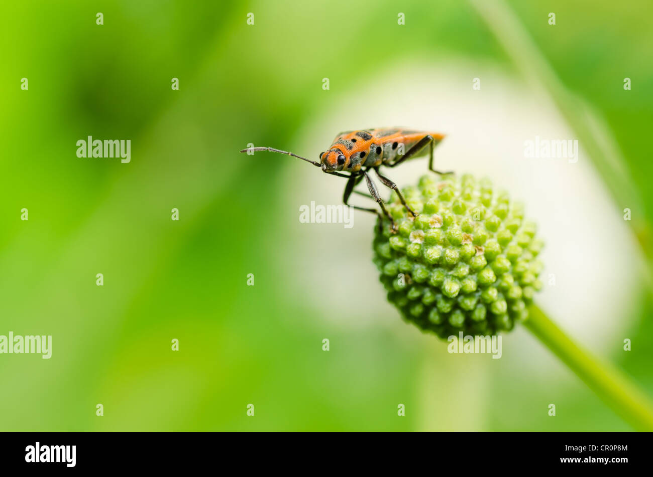 Bug motion hi-res stock photography and images - Alamy