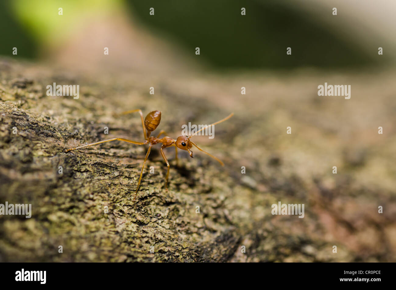 Red ant in green nature or in the garden Stock Photo - Alamy