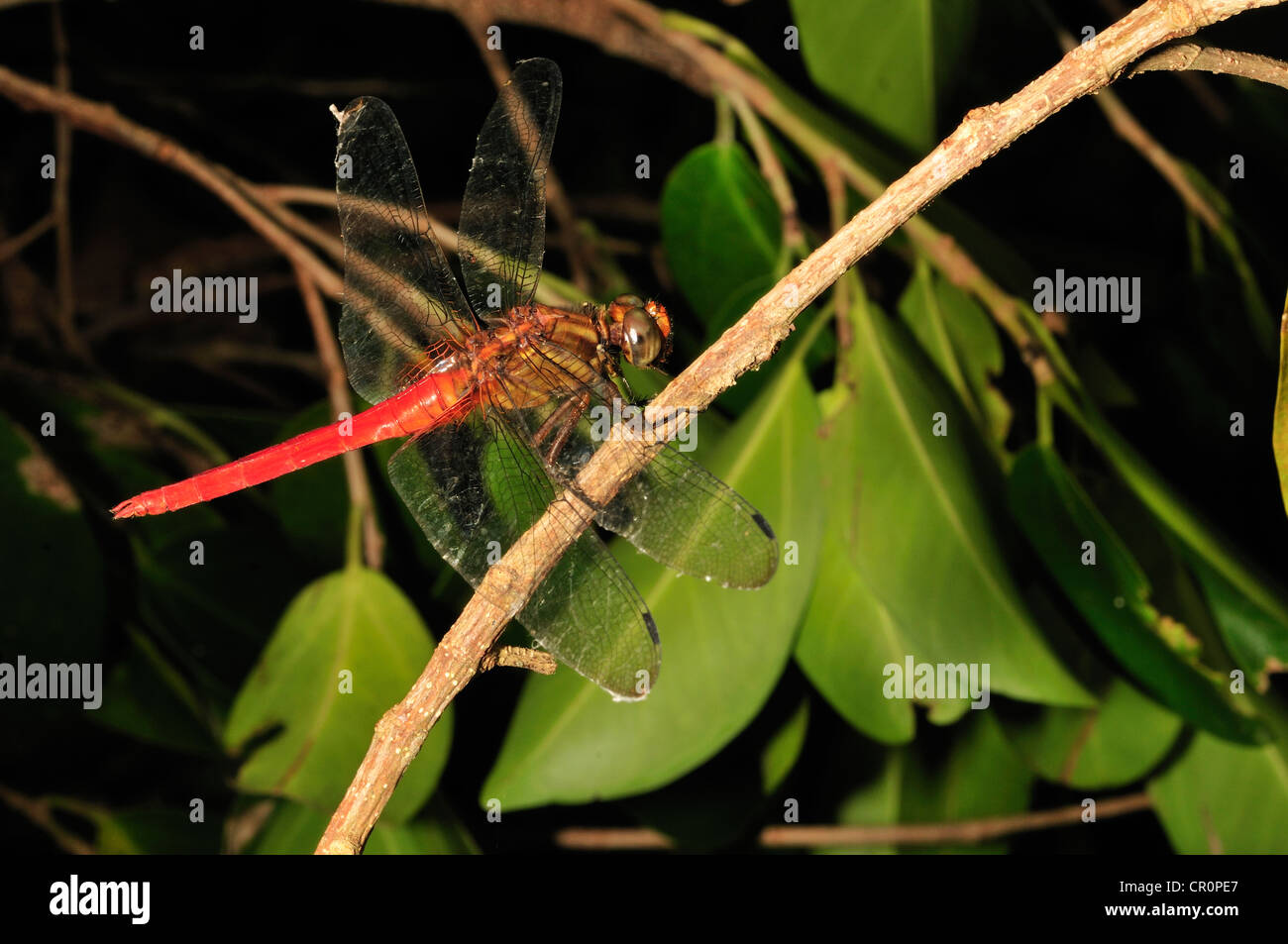 Dragonfly Neurothemis terminata, Libellulidae, Odonata, Ubud Monkey ...