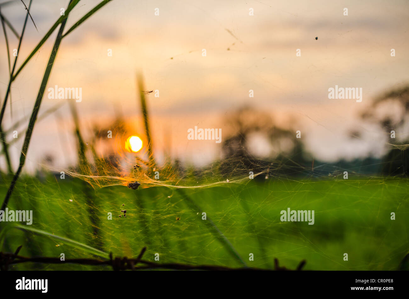 Spider web in the rays of the rising sun Stock Photo - Alamy