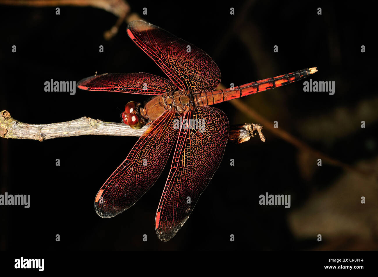 Dragonfly Neurothemis terminata, Libellulidae, Odonata, Ubud Monkey ...
