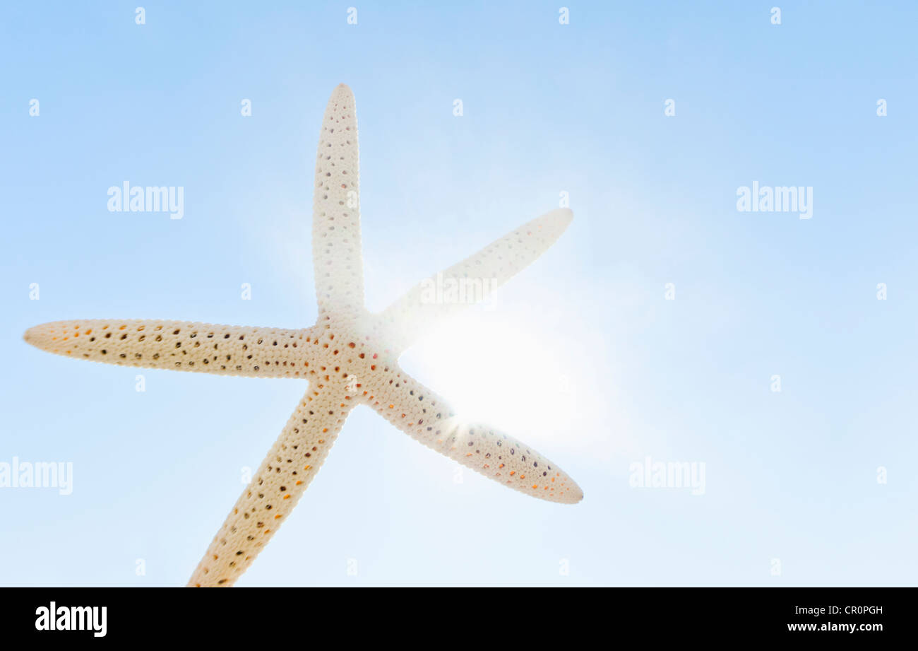 Mexico, Starfish against sky Stock Photo - Alamy