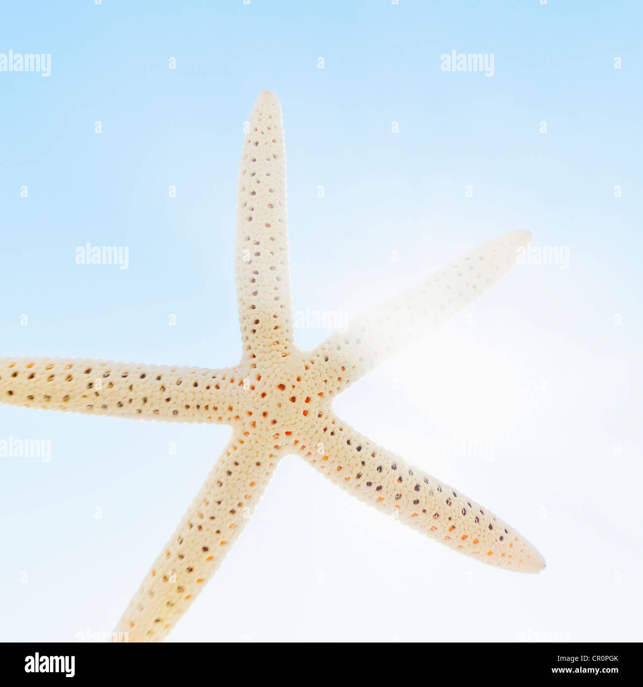 Mexico, Starfish against sky Stock Photo - Alamy
