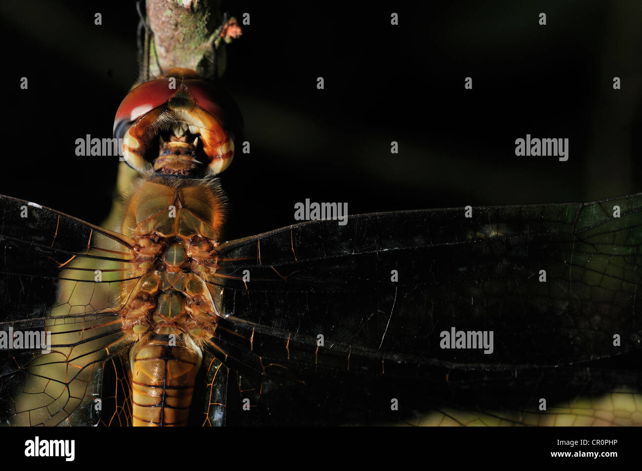 Insects of indonesia hi-res stock photography and images - Alamy