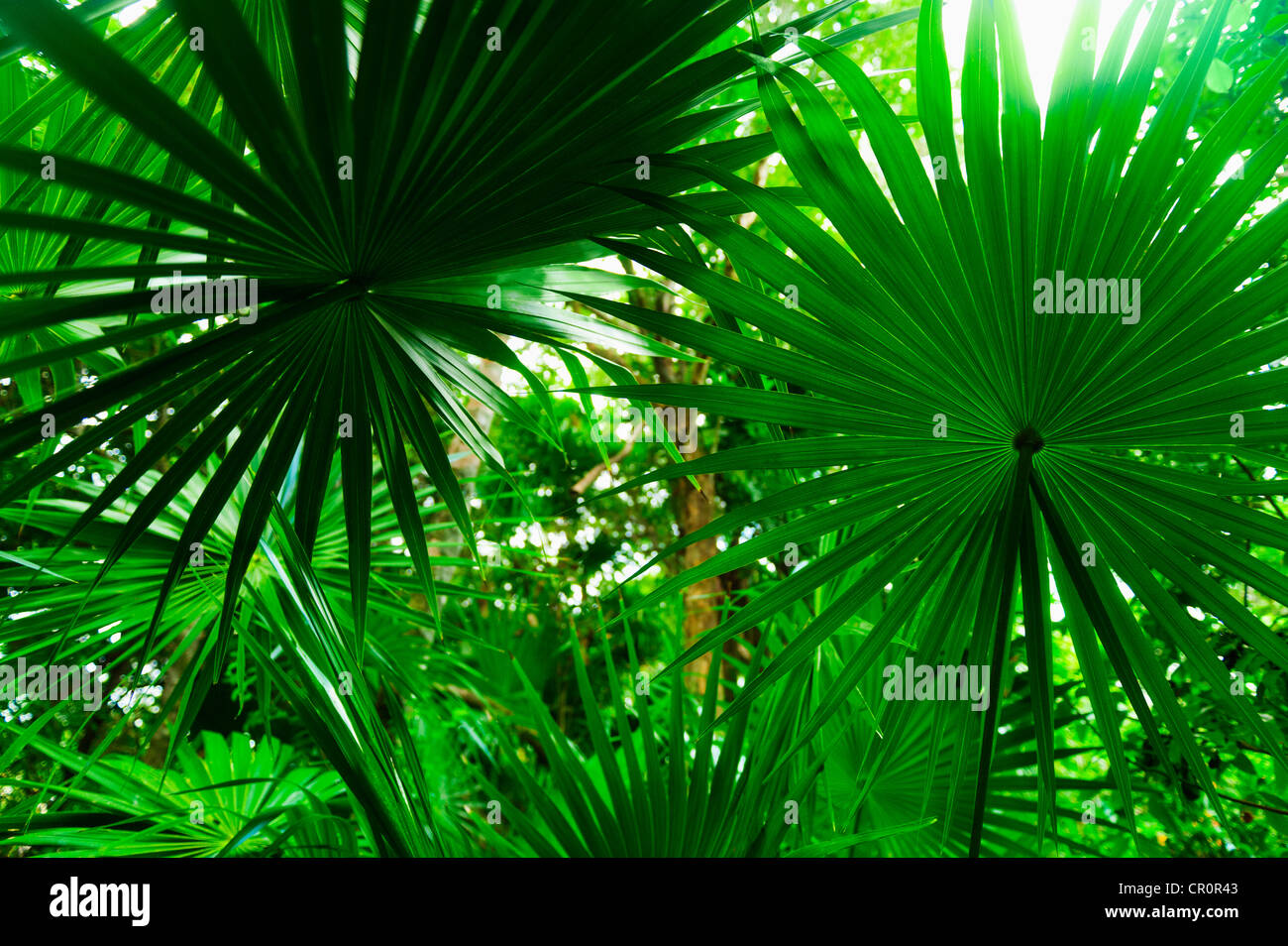 Mexico, Yucatan, Palm leaves Stock Photo - Alamy