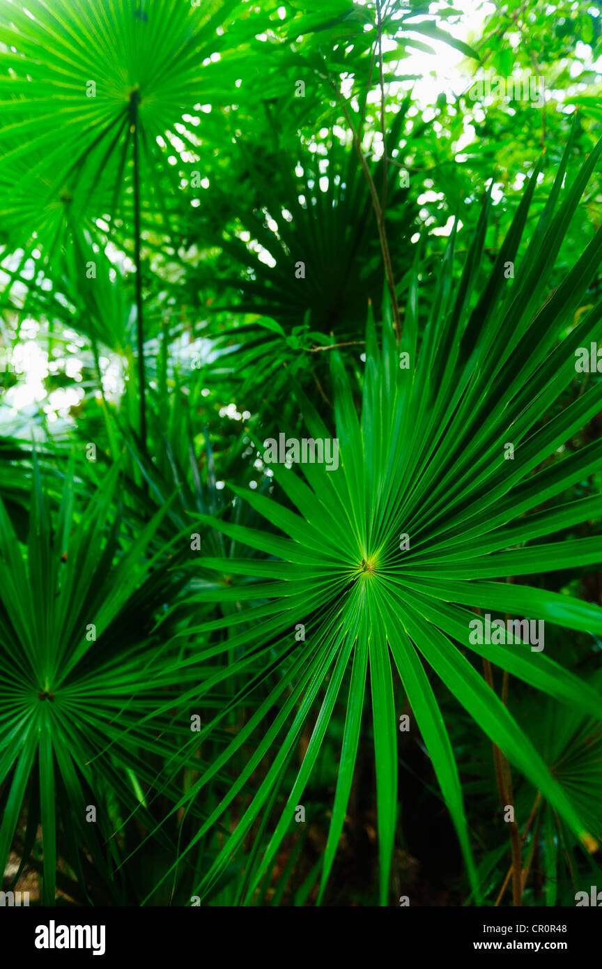 Mexico, Yucatan, Palm leaves Stock Photo - Alamy