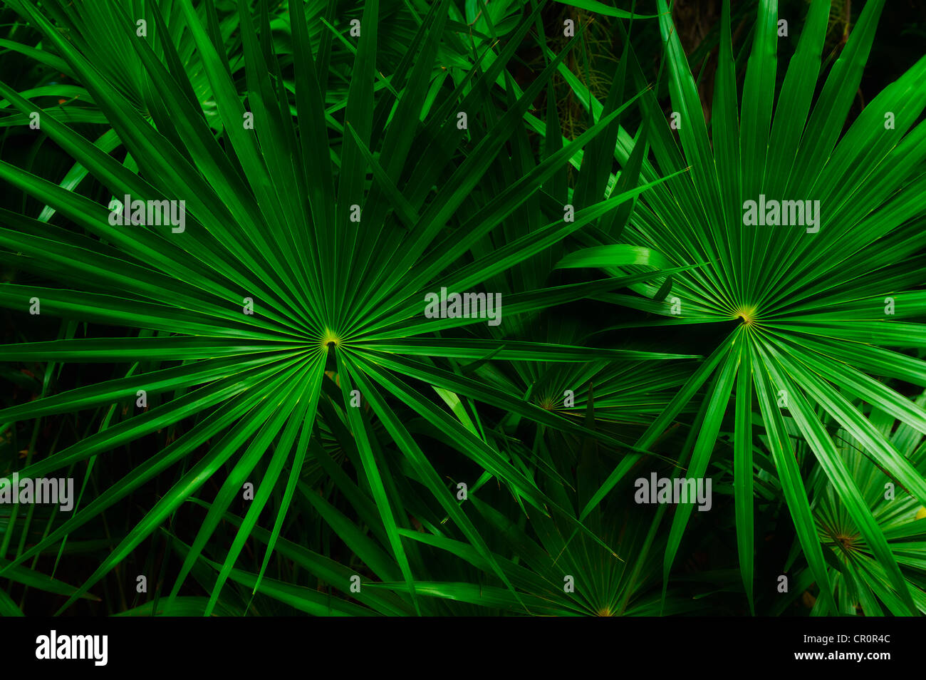 Mexico, Yucatan, Palm leaves Stock Photo - Alamy