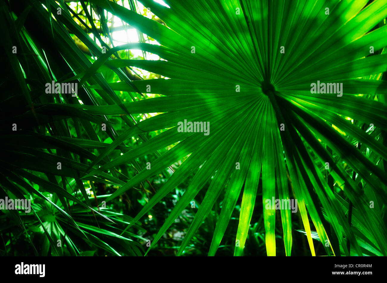 Mexico, Yucatan, Palm leaves Stock Photo - Alamy