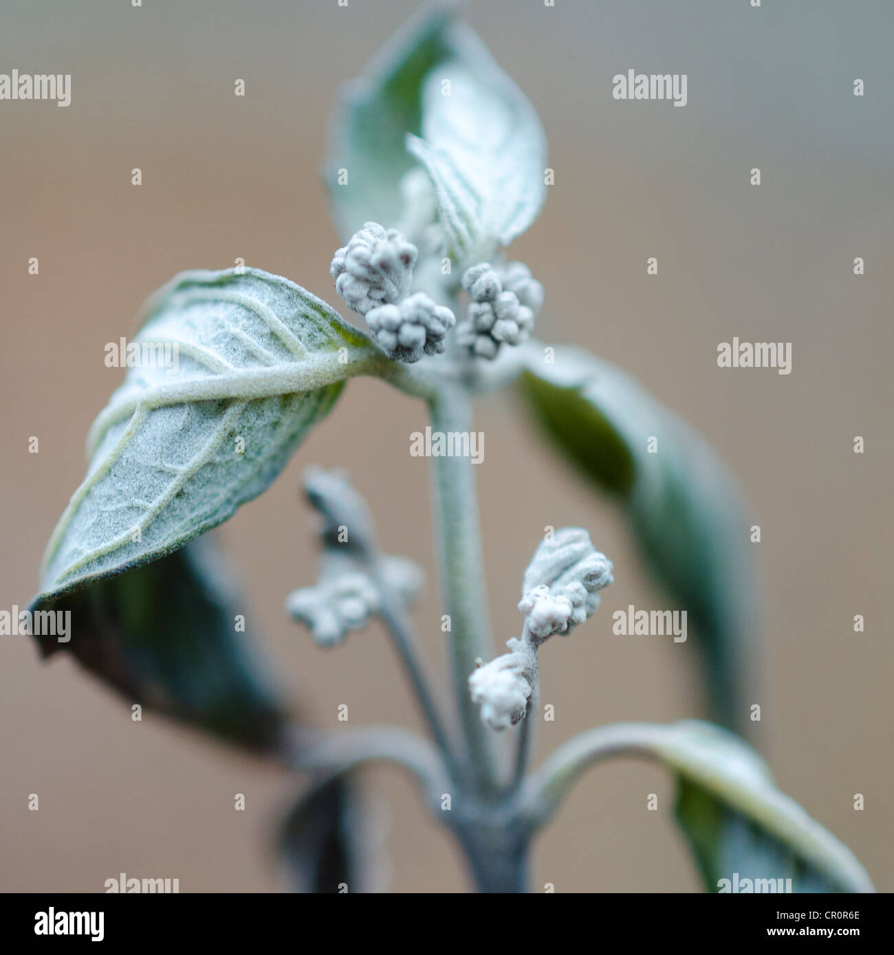 Yucatan flower hi-res stock photography and images - Alamy