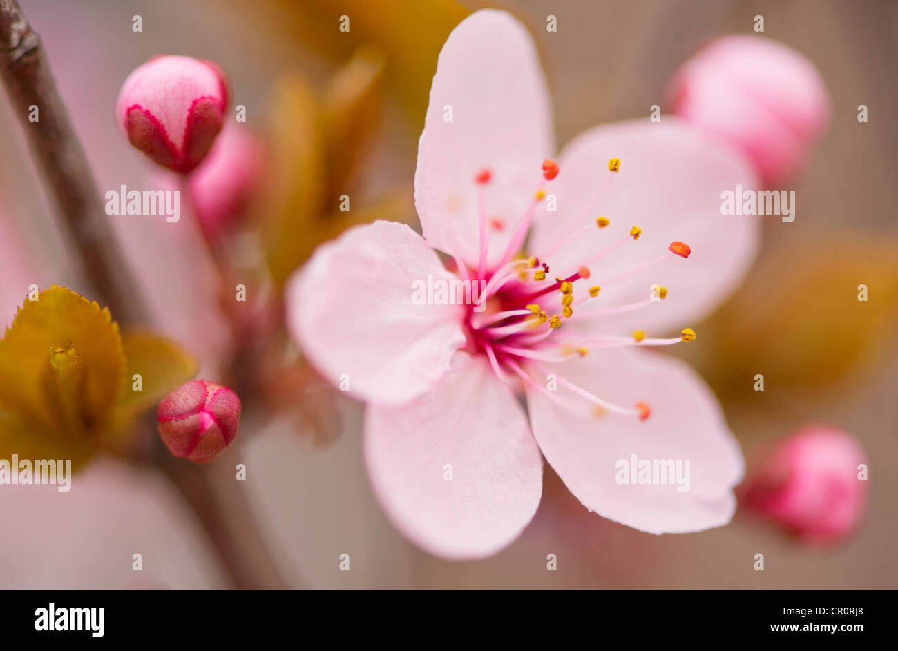 New york spring flower hi-res stock photography and images - Alamy