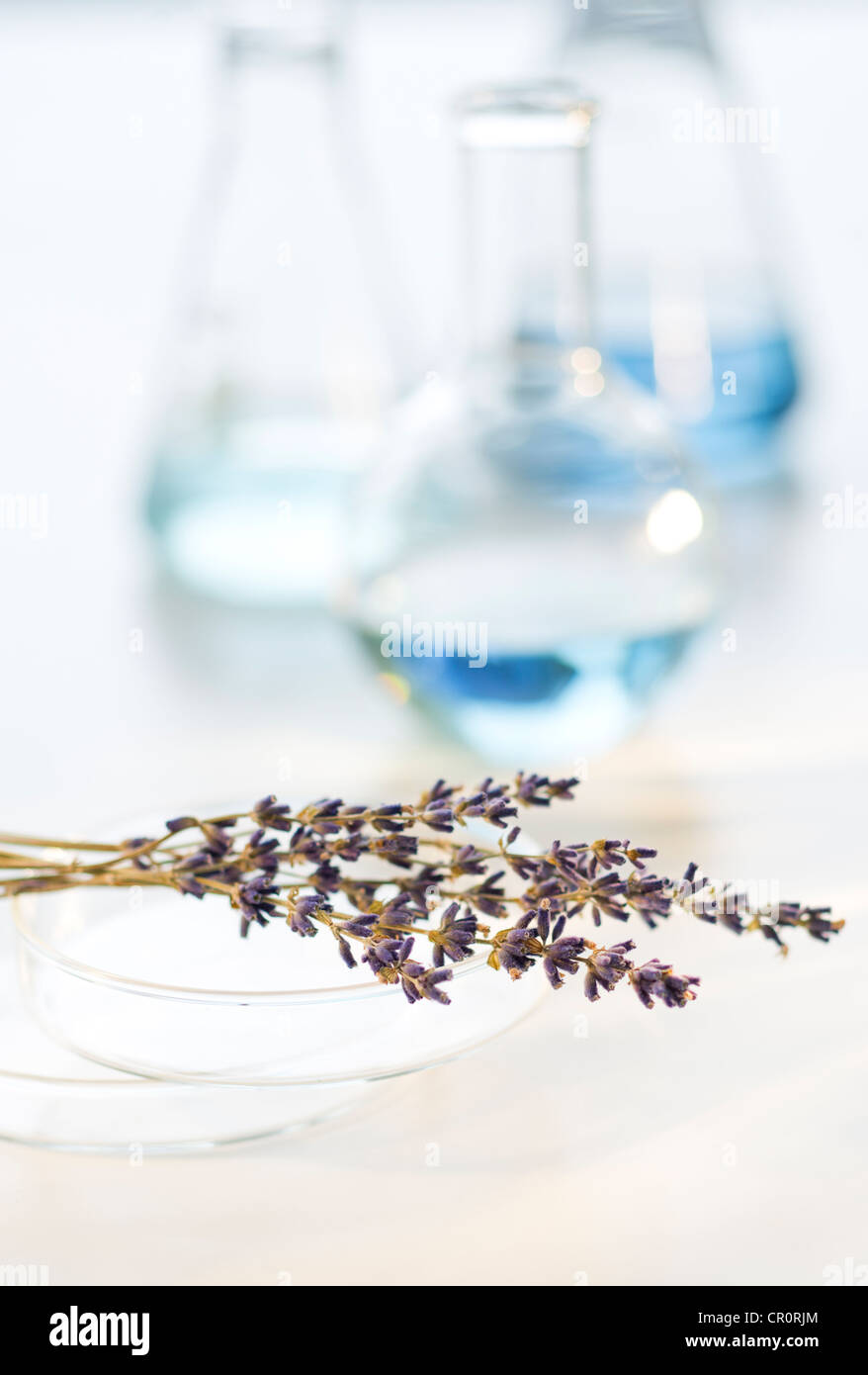 Lavender in laboratory Stock Photo - Alamy