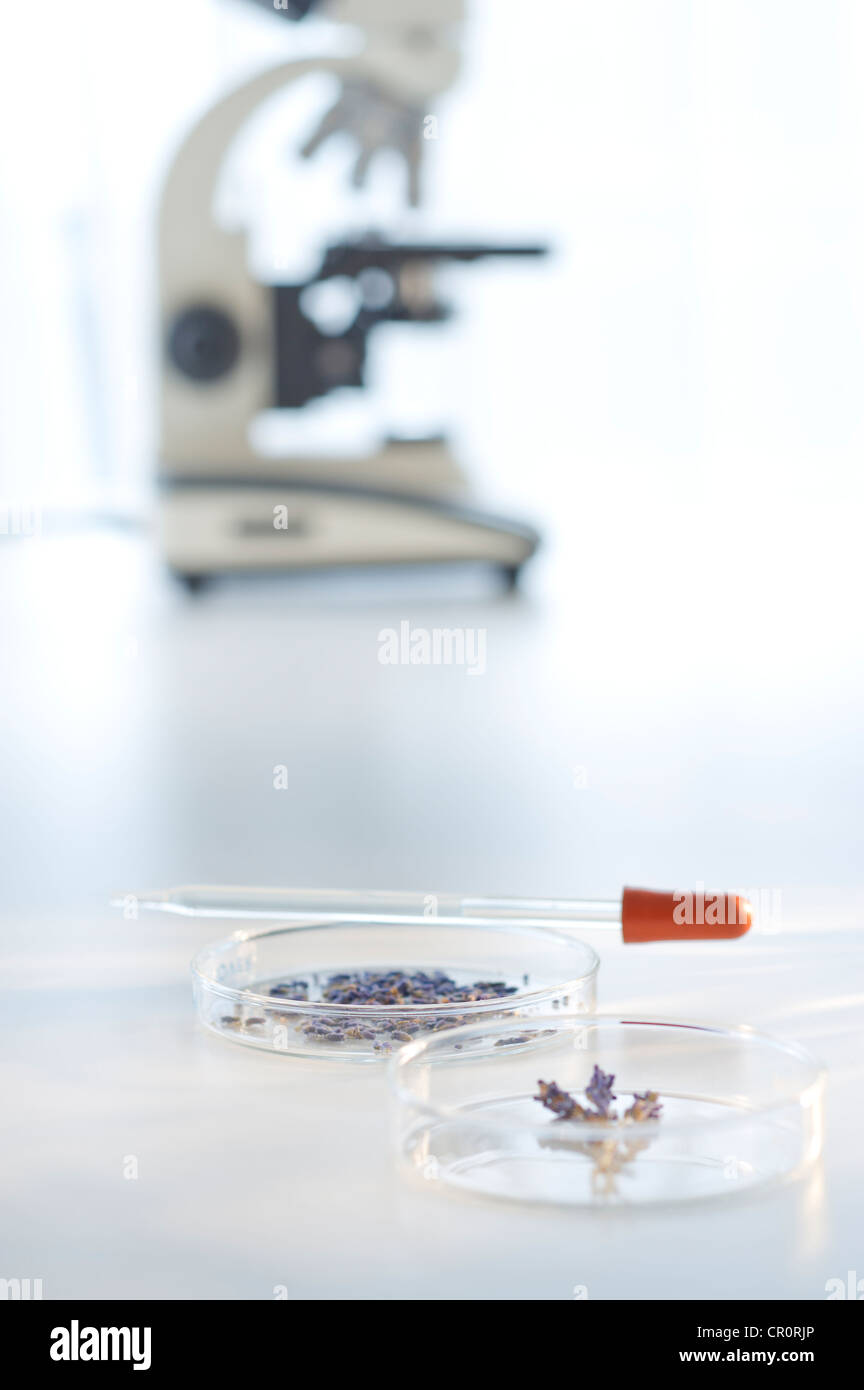 Lavender in petri dishes, microscope in background Stock Photo - Alamy