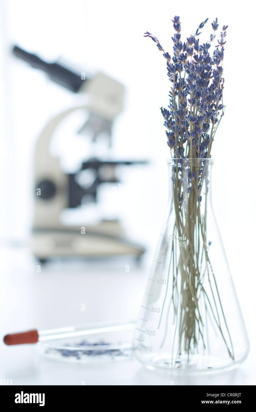 Lavender in beaker, microscope in background Stock Photo - Alamy