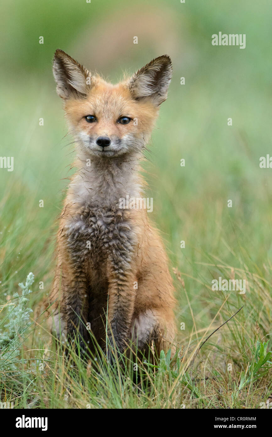 Mammal fox kit hi-res stock photography and images - Alamy