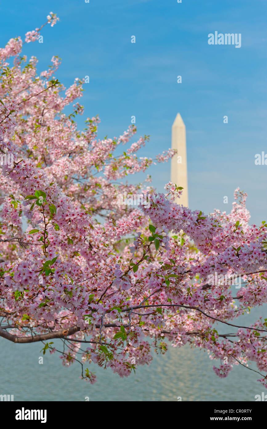 USA, Washington DC, Cherry blossom with Washington Monument in ...