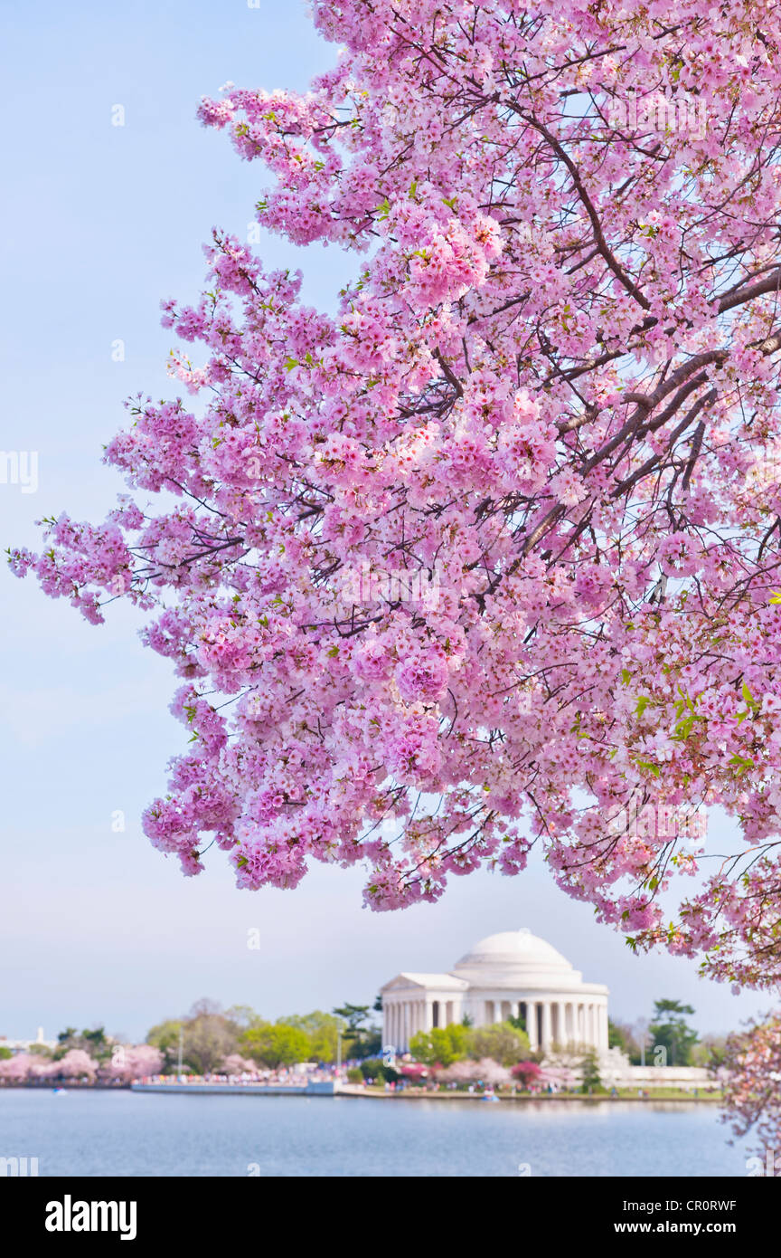 USA, Washington DC, Cherry tree in blossom with Jefferson Memorial in ...