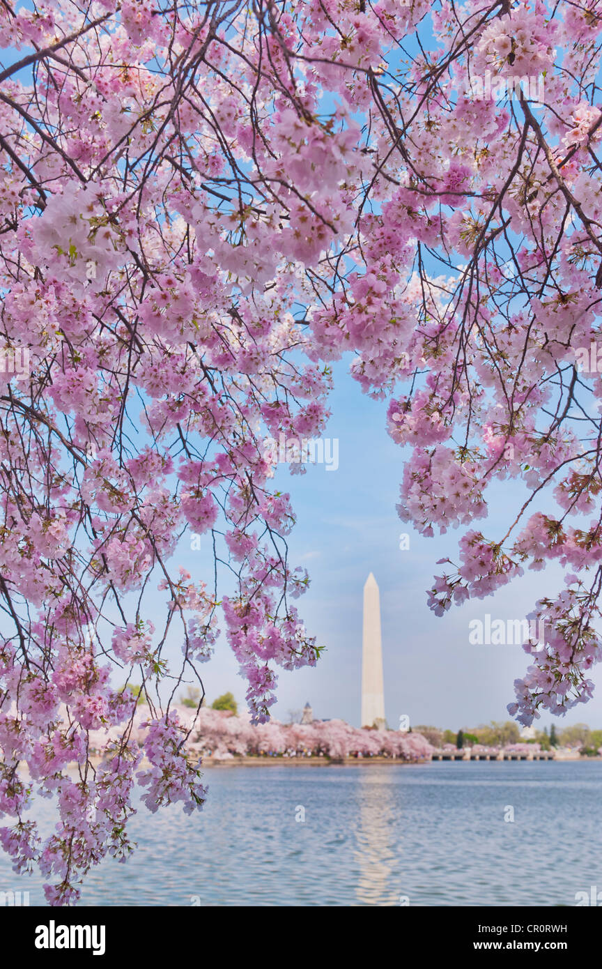 USA, Washington DC, Cherry tree in blossom with Jefferson Memorial in ...