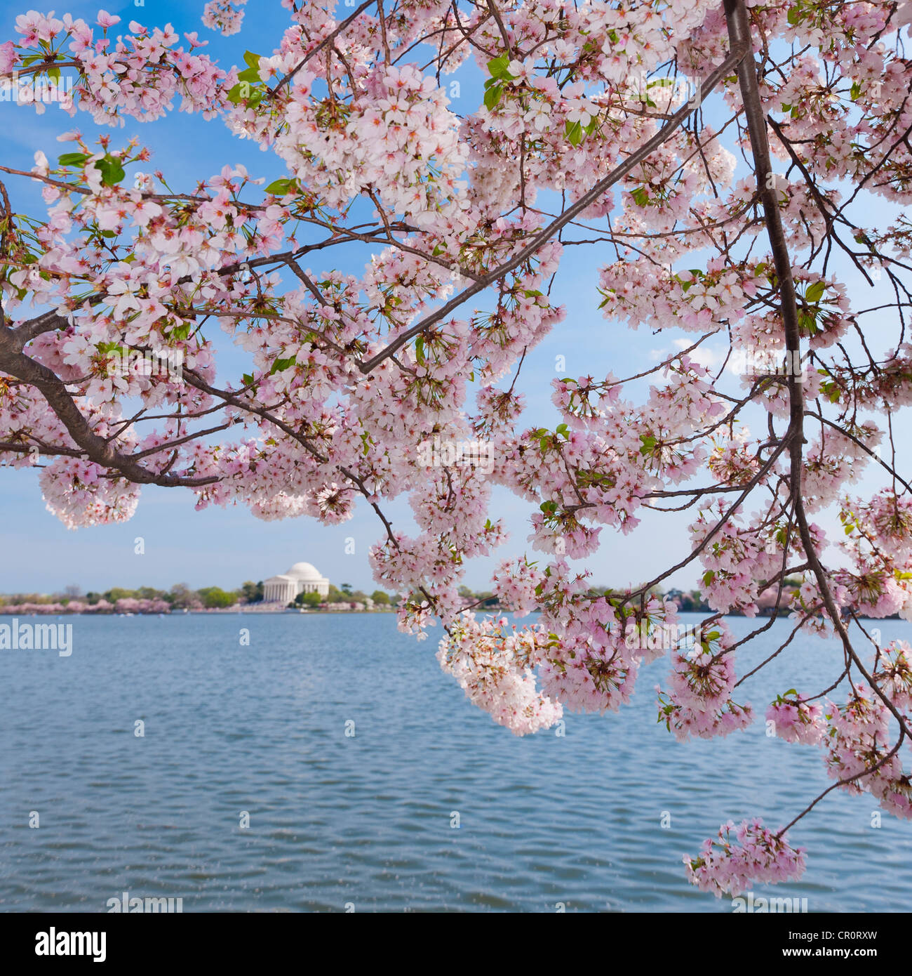 USA, Washington DC, Cherry tree in blossom with Jefferson Memorial in ...