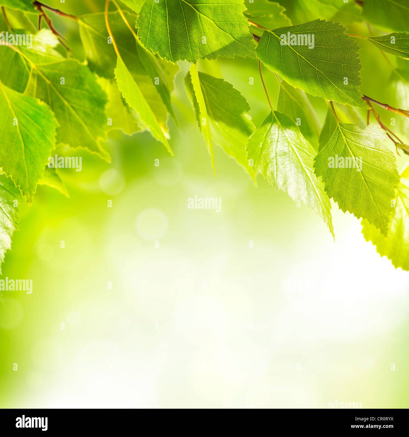 background with fresh green leaves Stock Photo - Alamy