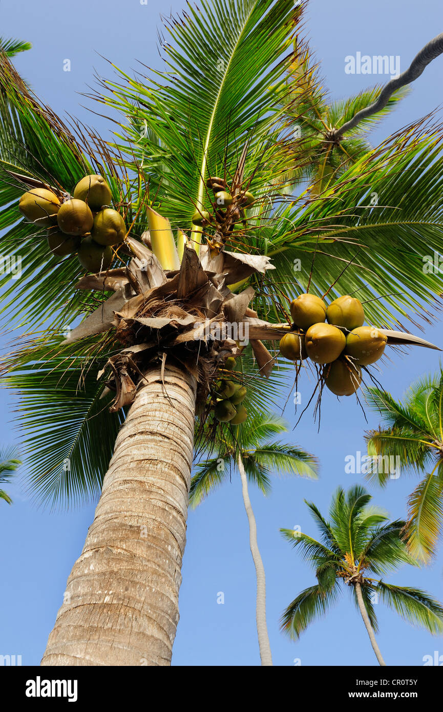 Palm tree with coconuts (Cocos nucifera), Dominican Republic, Caribbean ...
