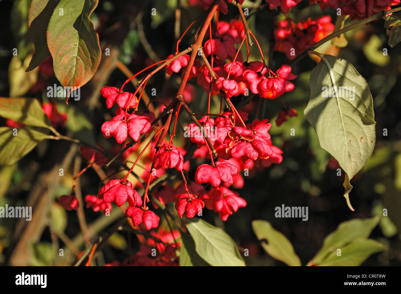 European spindle or Common spindle (Euonymus europaeus Stock Photo - Alamy