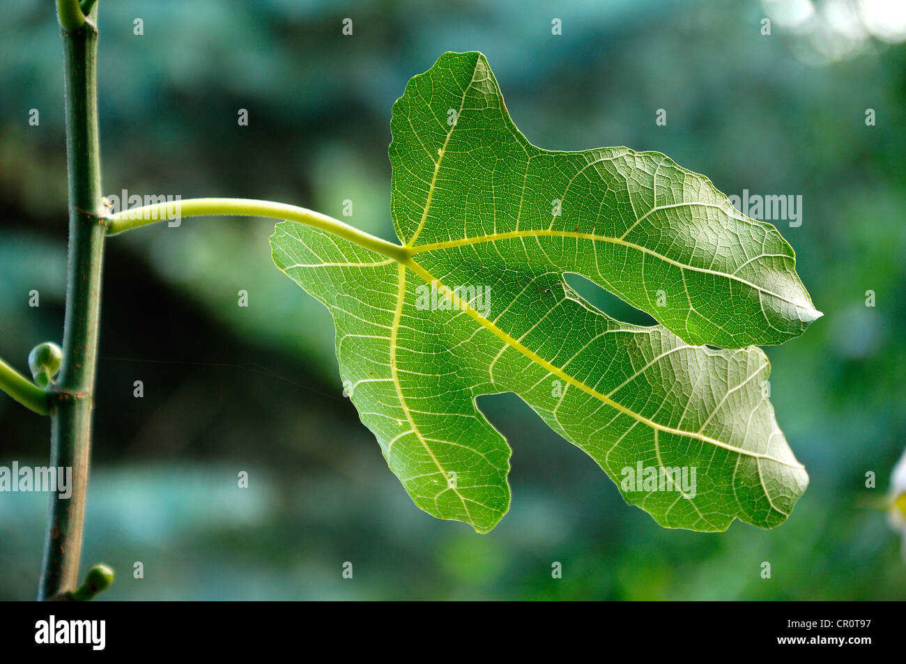 Fig tree (Ficus carica), leaf Stock Photo - Alamy