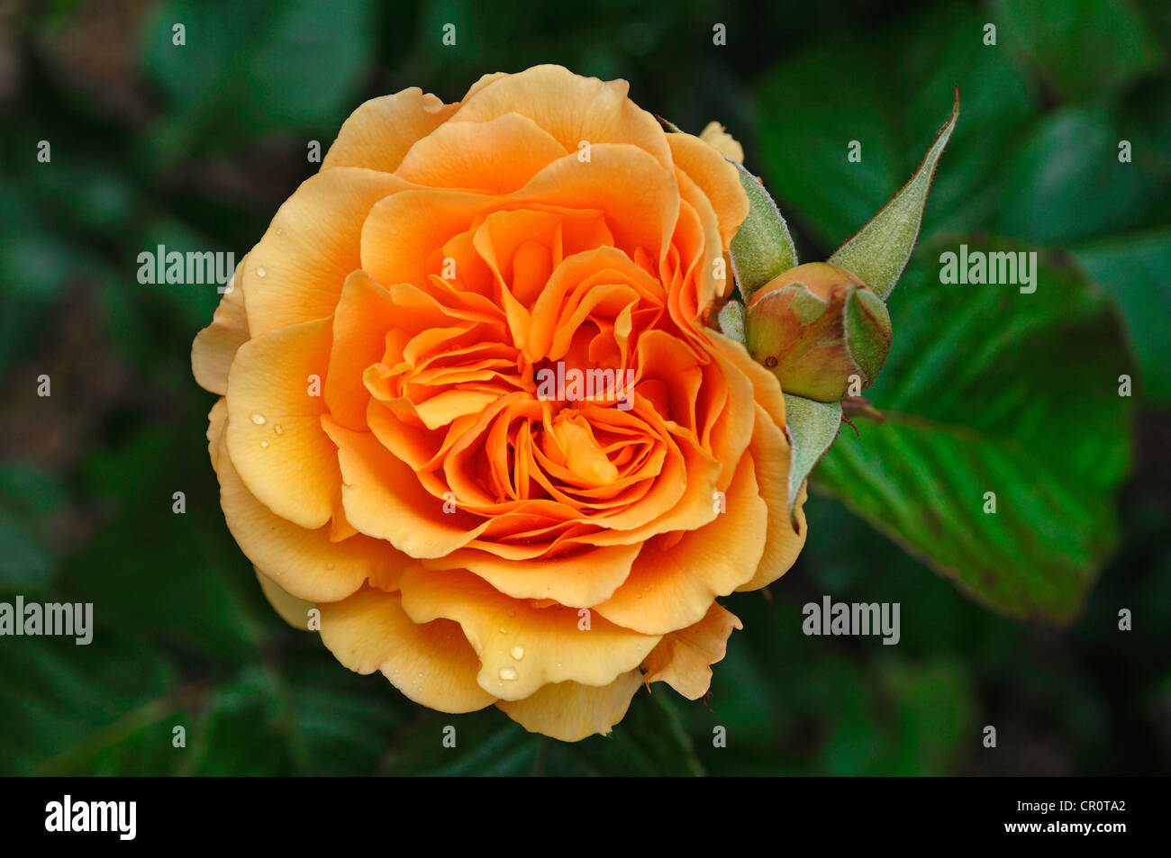 Rose (Rosa), variety "Amber Queen", flower with bud and raindrops Stock ...