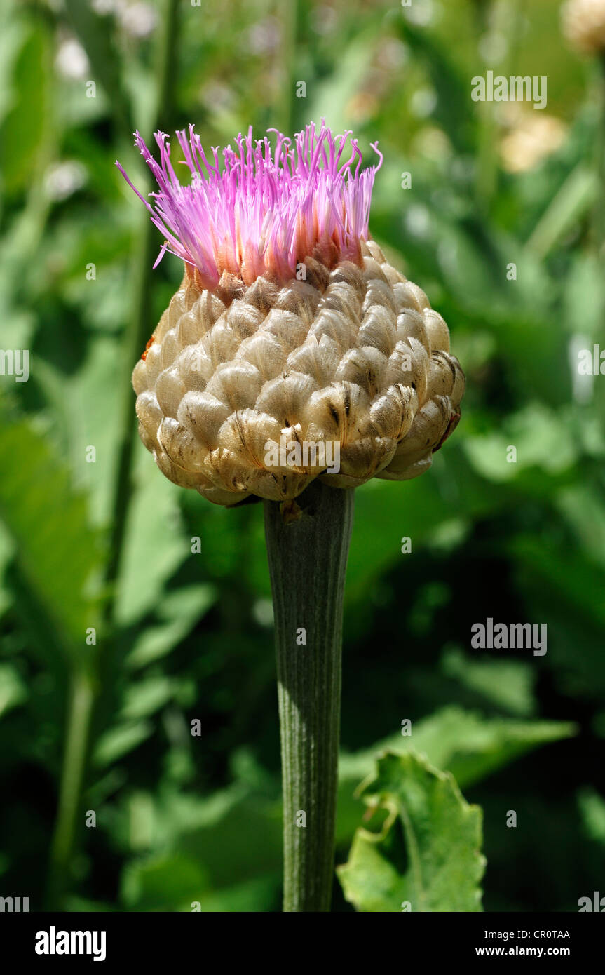 Bud of a Persian Cornflower (Centaurea dealbata Stock Photo - Alamy