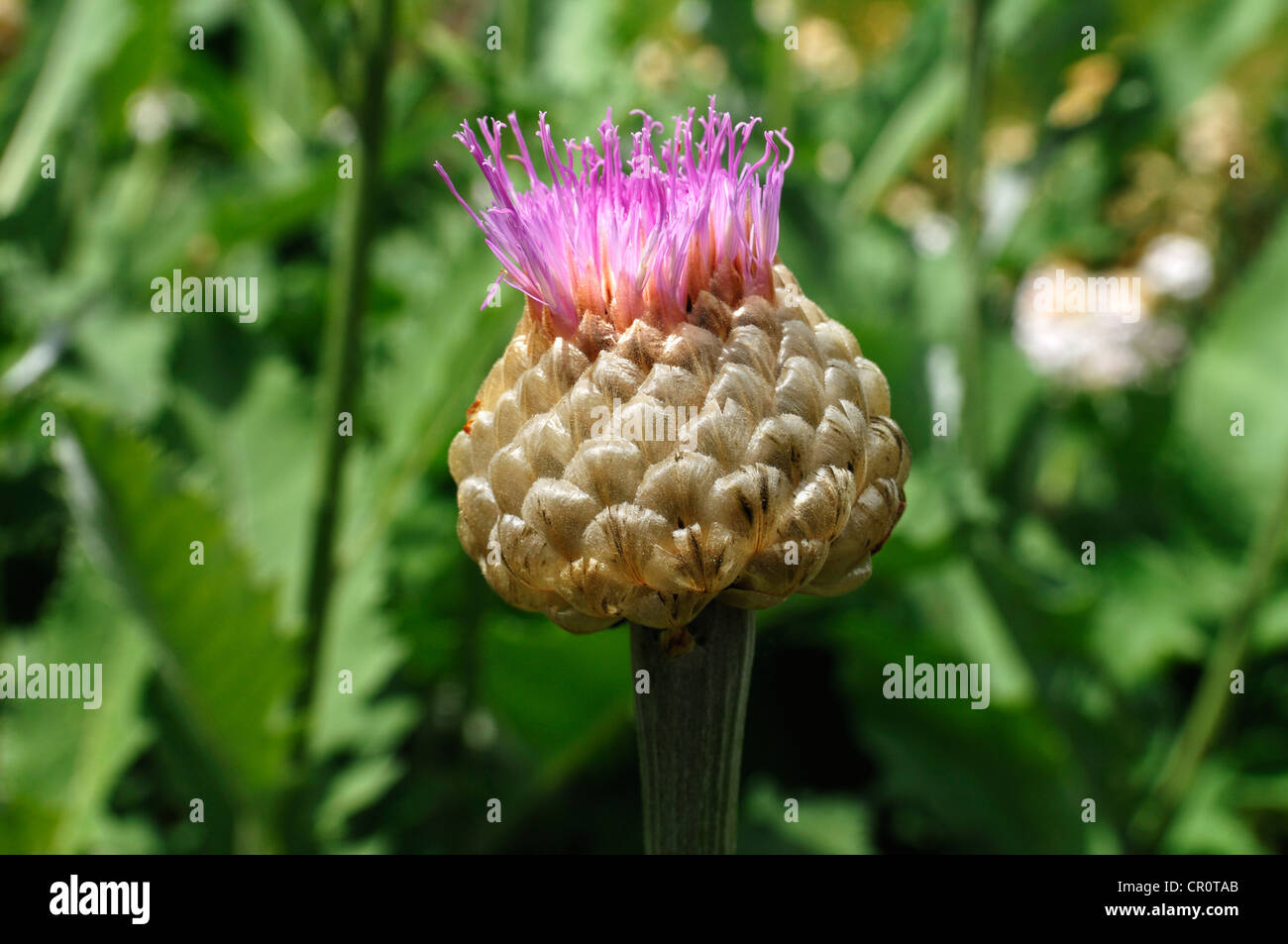 Bud of a Persian Cornflower (Centaurea dealbata Stock Photo - Alamy