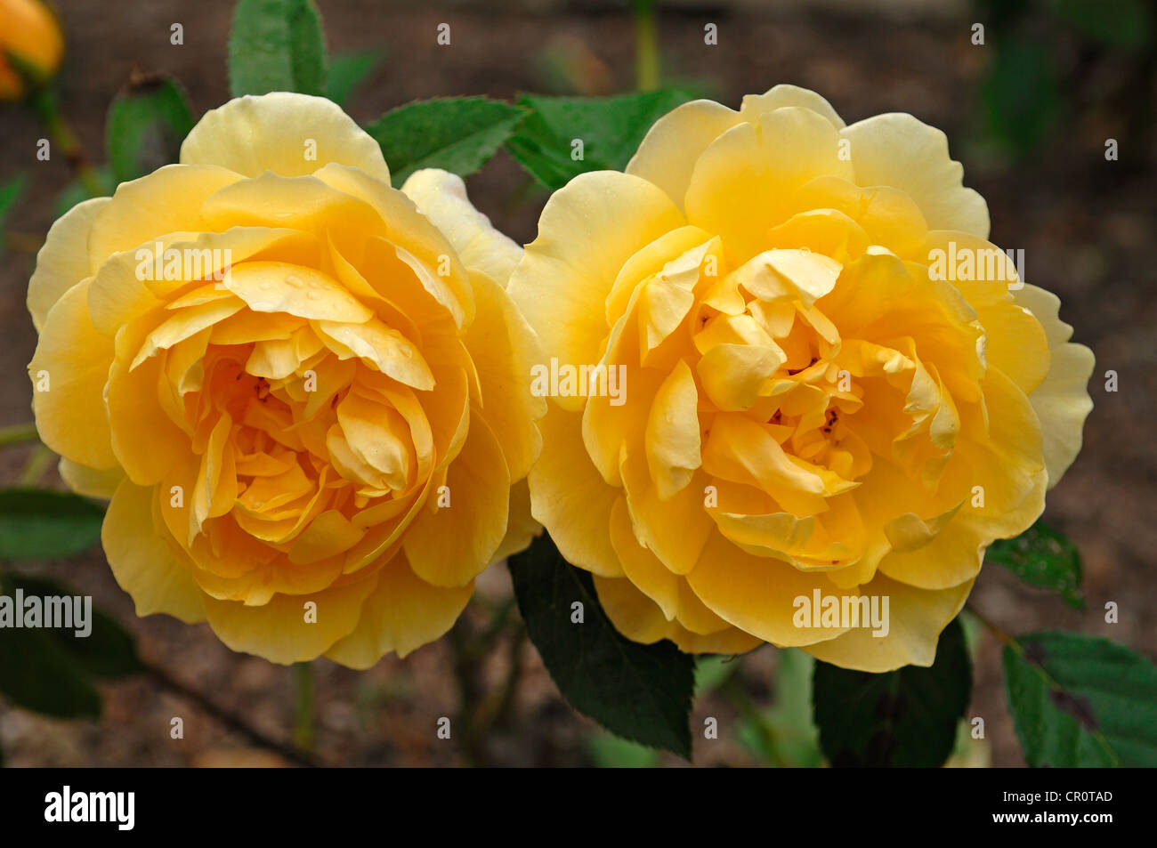 Rosa graham thomas rose hi-res stock photography and images - Alamy