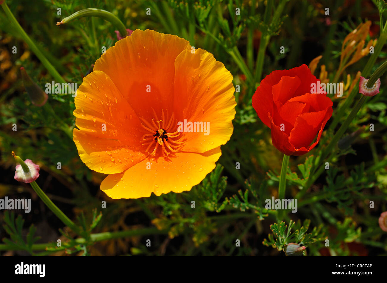 Flowering Iceland poppies (Papaver nudicaule) with rain drops Stock ...