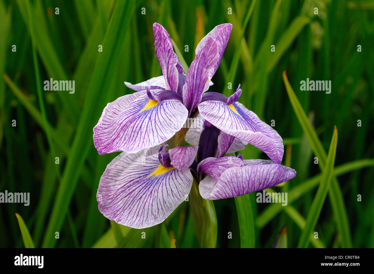 Blue flag iris hi-res stock photography and images - Alamy