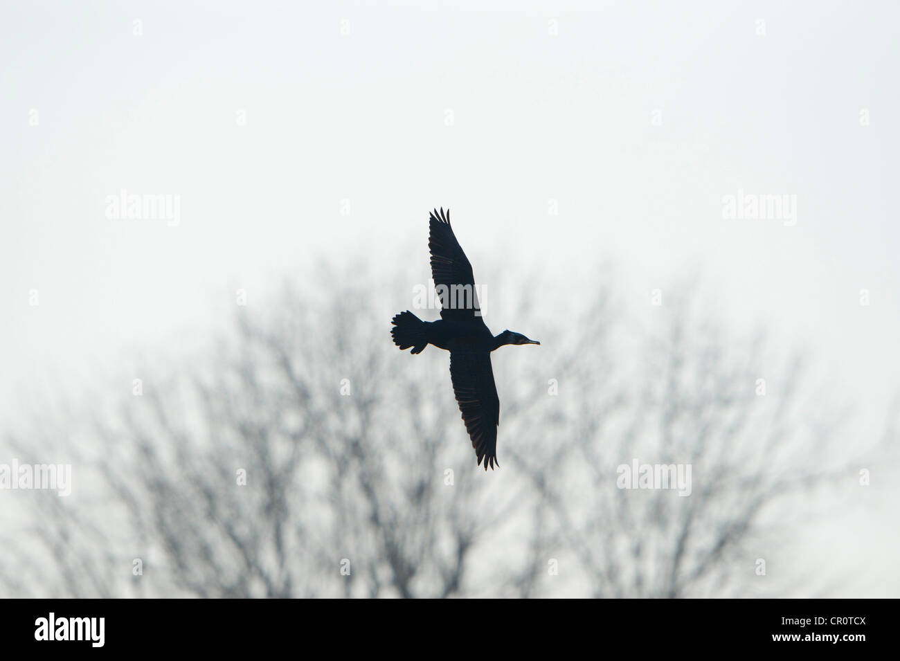 Cormorant (Phalacrocorax carbo) in flight, Stuttgart, Baden ...