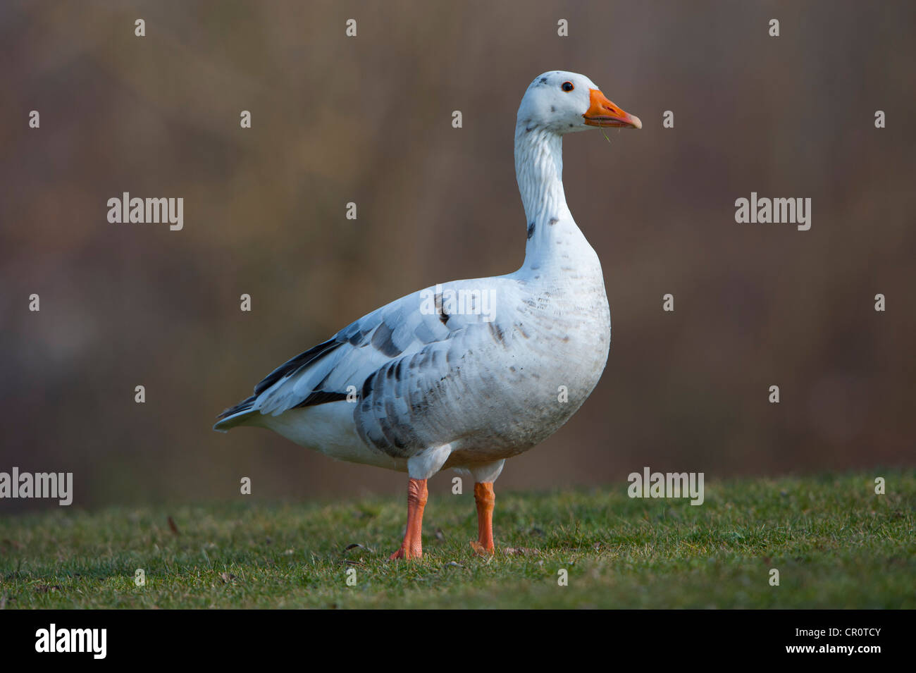 Hybrid goose hi-res stock photography and images - Alamy