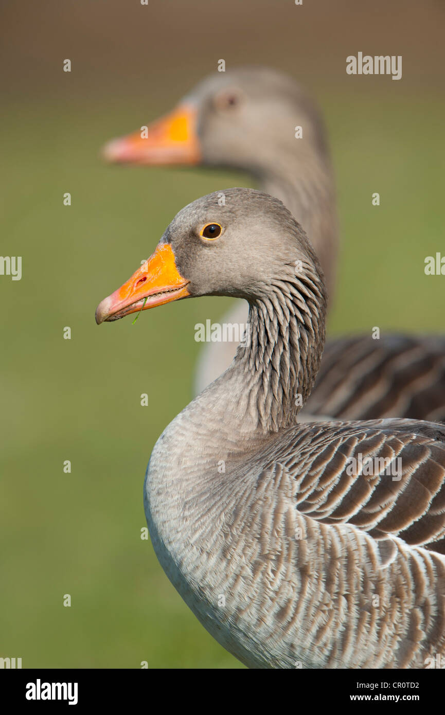 Geese side profile hi-res stock photography and images - Alamy