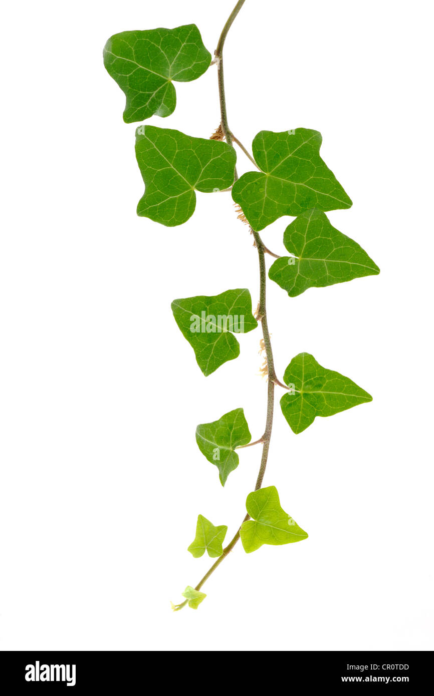 Ivy (Hedera helix L Stock Photo - Alamy