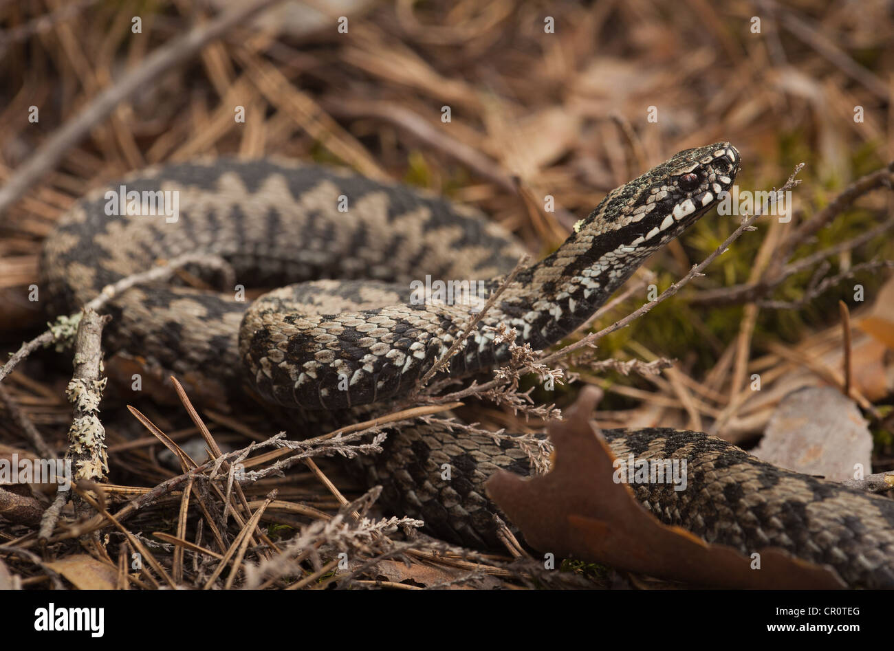Common European adder (Common European viper), sci.name; Vipera berus ...