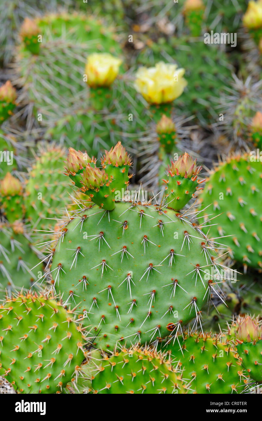 Indian fig opuntia, Barbary fig (Opuntia ficus-indica Stock Photo - Alamy