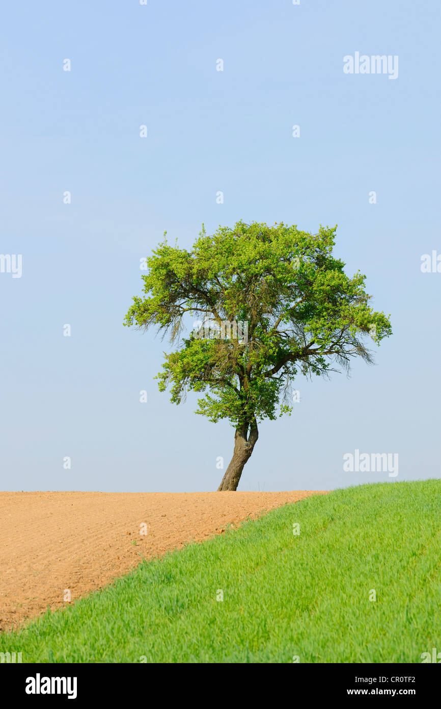 Pear tree (Pyrus Stock Photo - Alamy