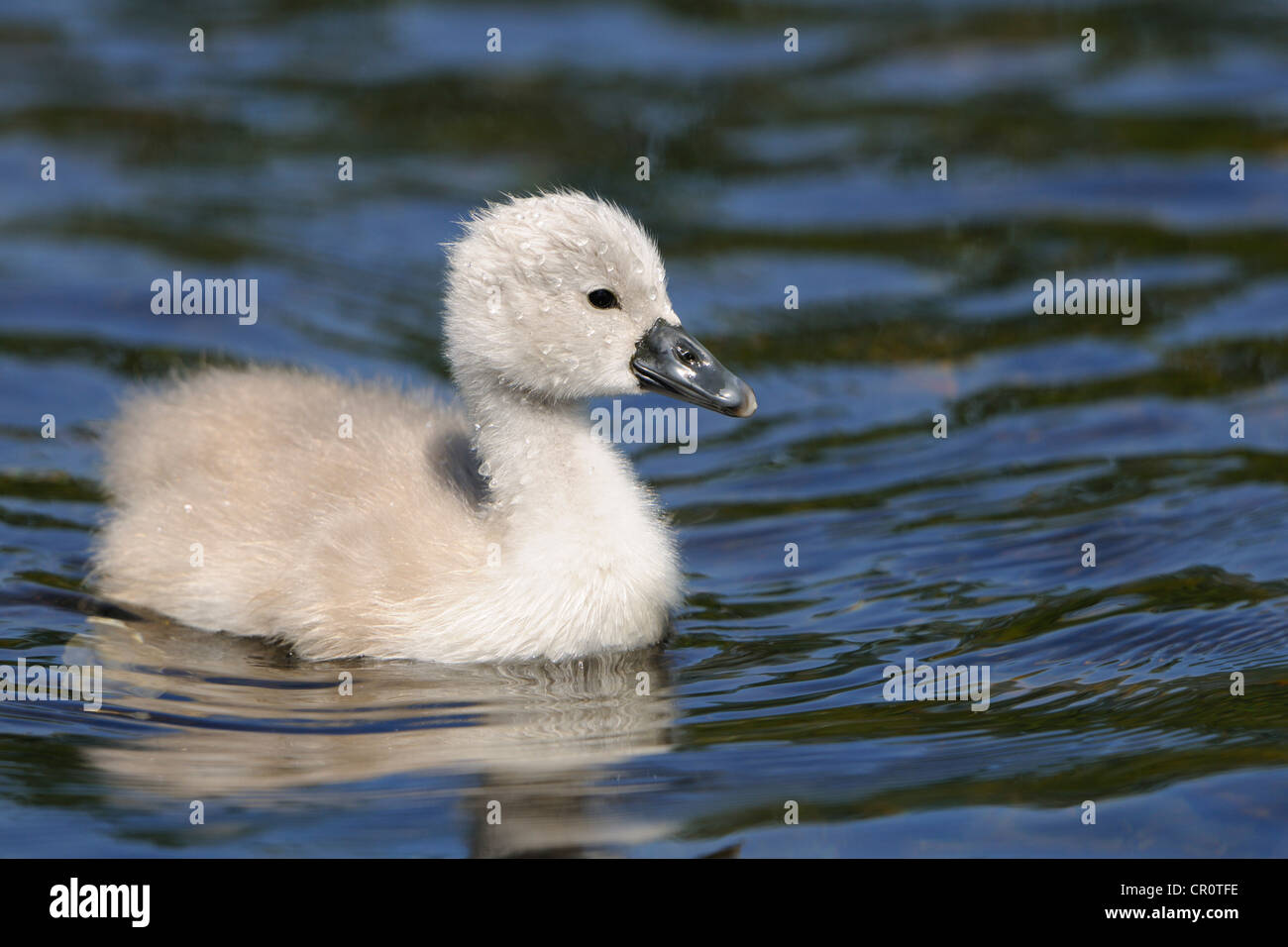 Cygnet hi-res stock photography and images - Alamy