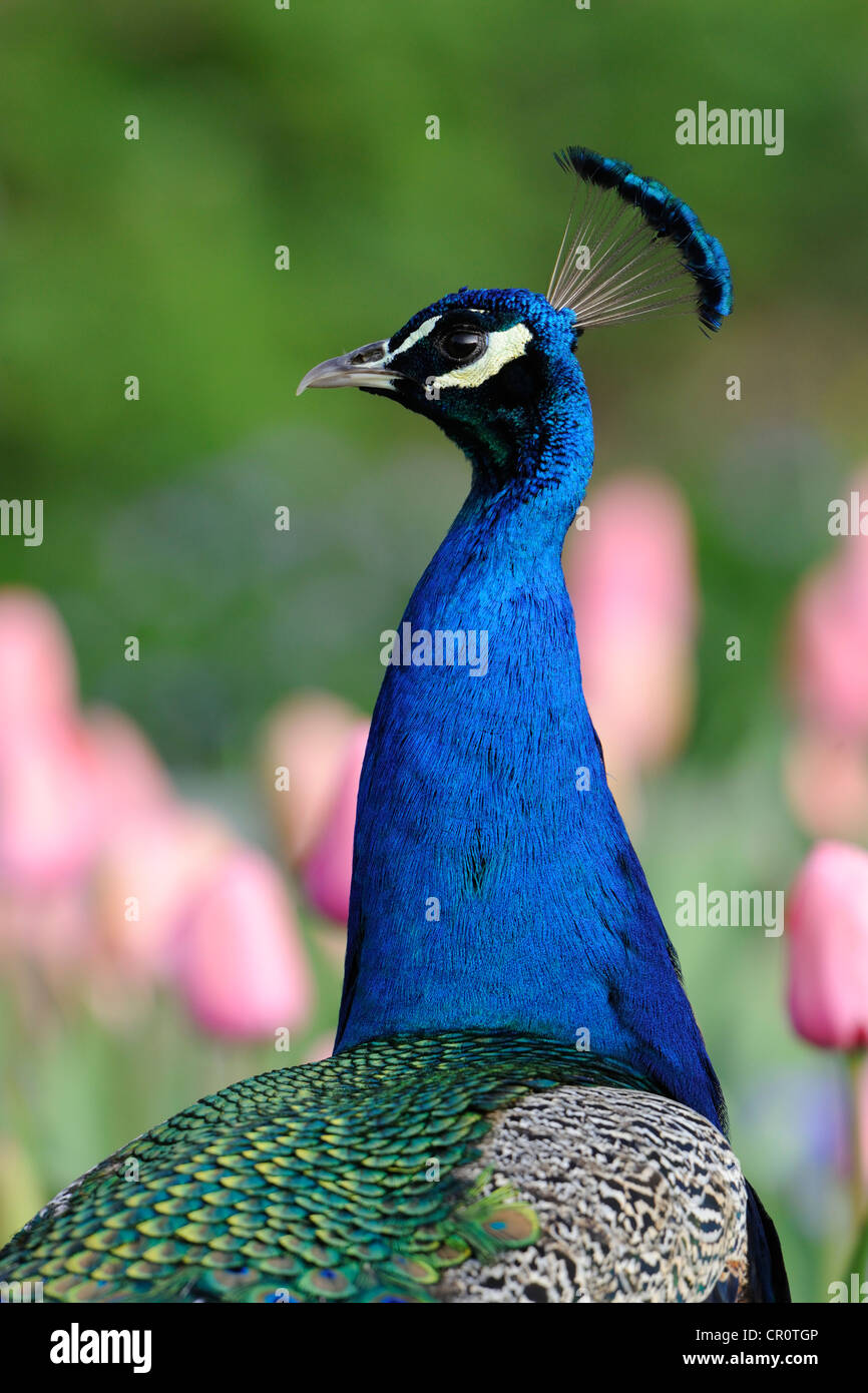 Indian Peafowl (Pavo cristatus), adult male Stock Photo - Alamy