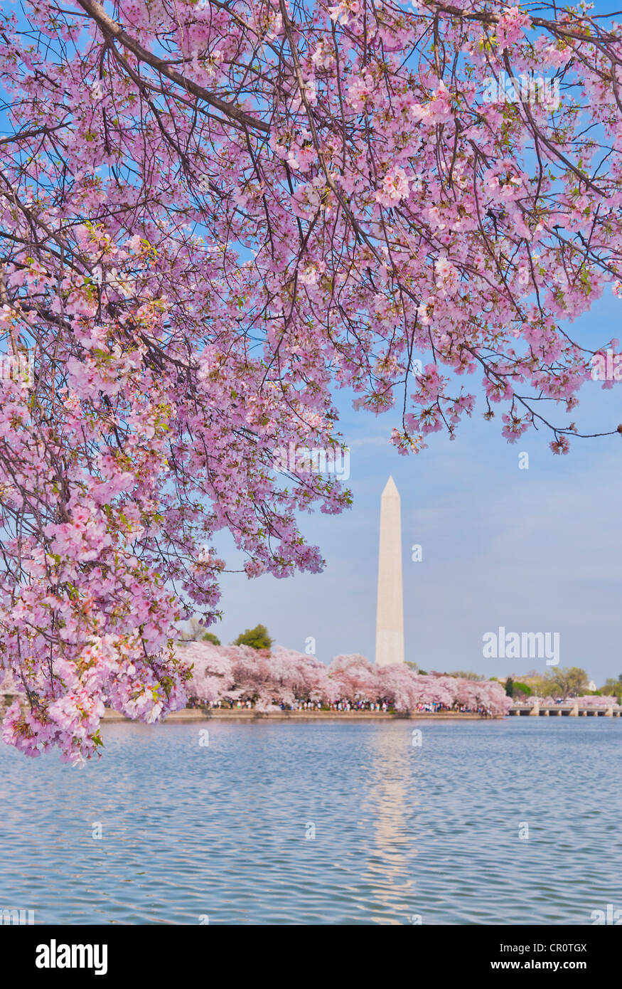 USA, Washington DC, Cherry tree in blossom with Jefferson Memorial in ...