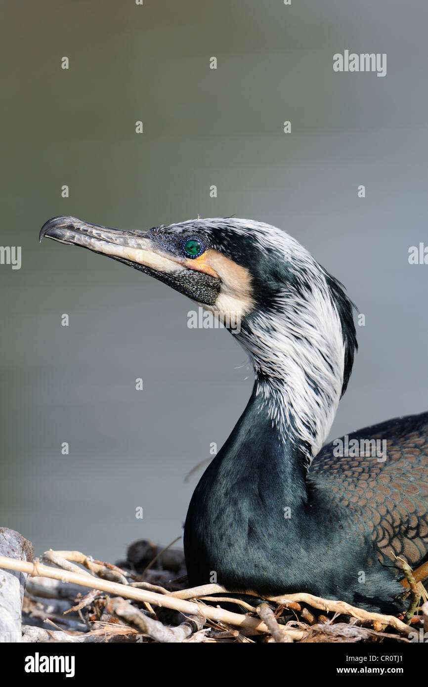 Head shot of cormorant hi-res stock photography and images - Alamy